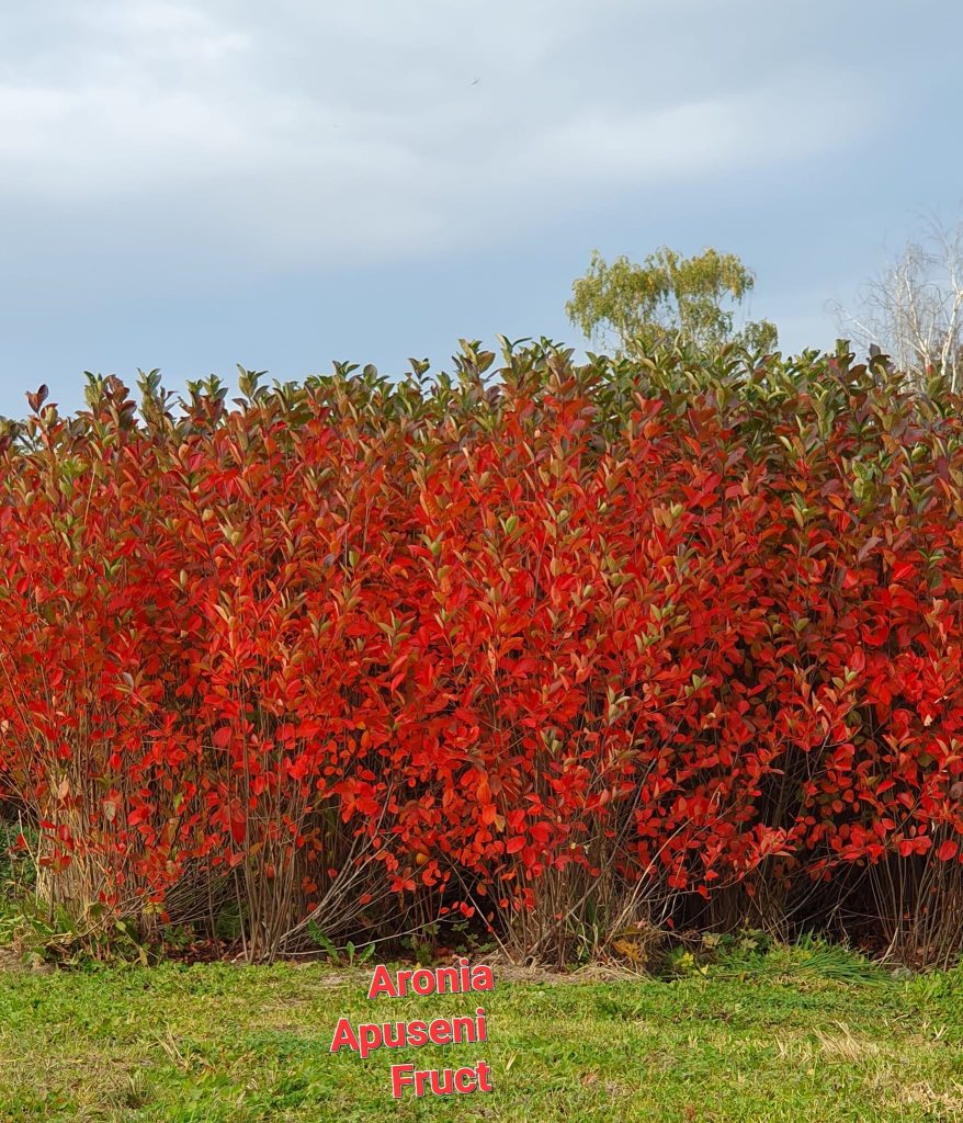 Pepiniera Apuseni Fruct -Cluj - Centralizator de stocuri și oferte ale ...